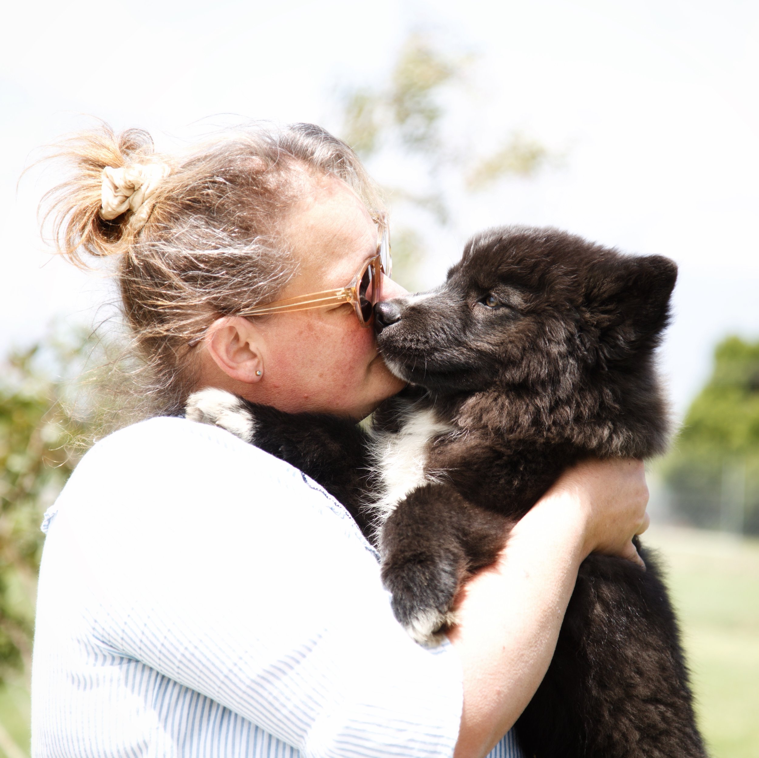 Tikaani Wolfalike photo gallery — Wolfalike Dogs Australia