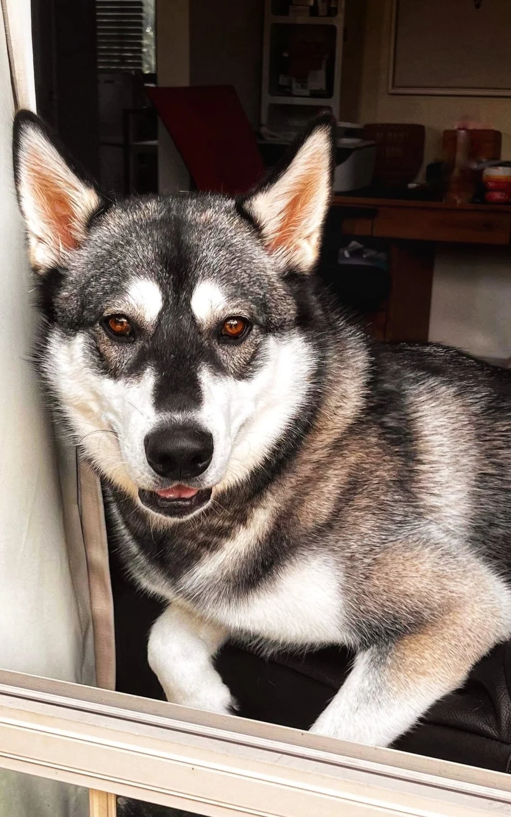 Tikaani Wolfalike Pack — Wolfalike Dogs Australia