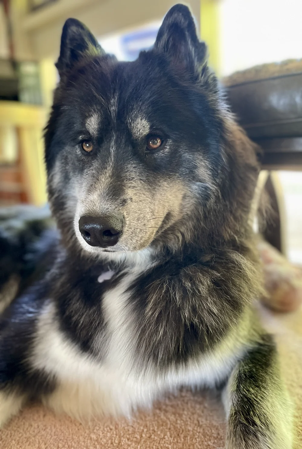 Tikaani Wolfalike Puppies — Wolfalike Dogs Australia