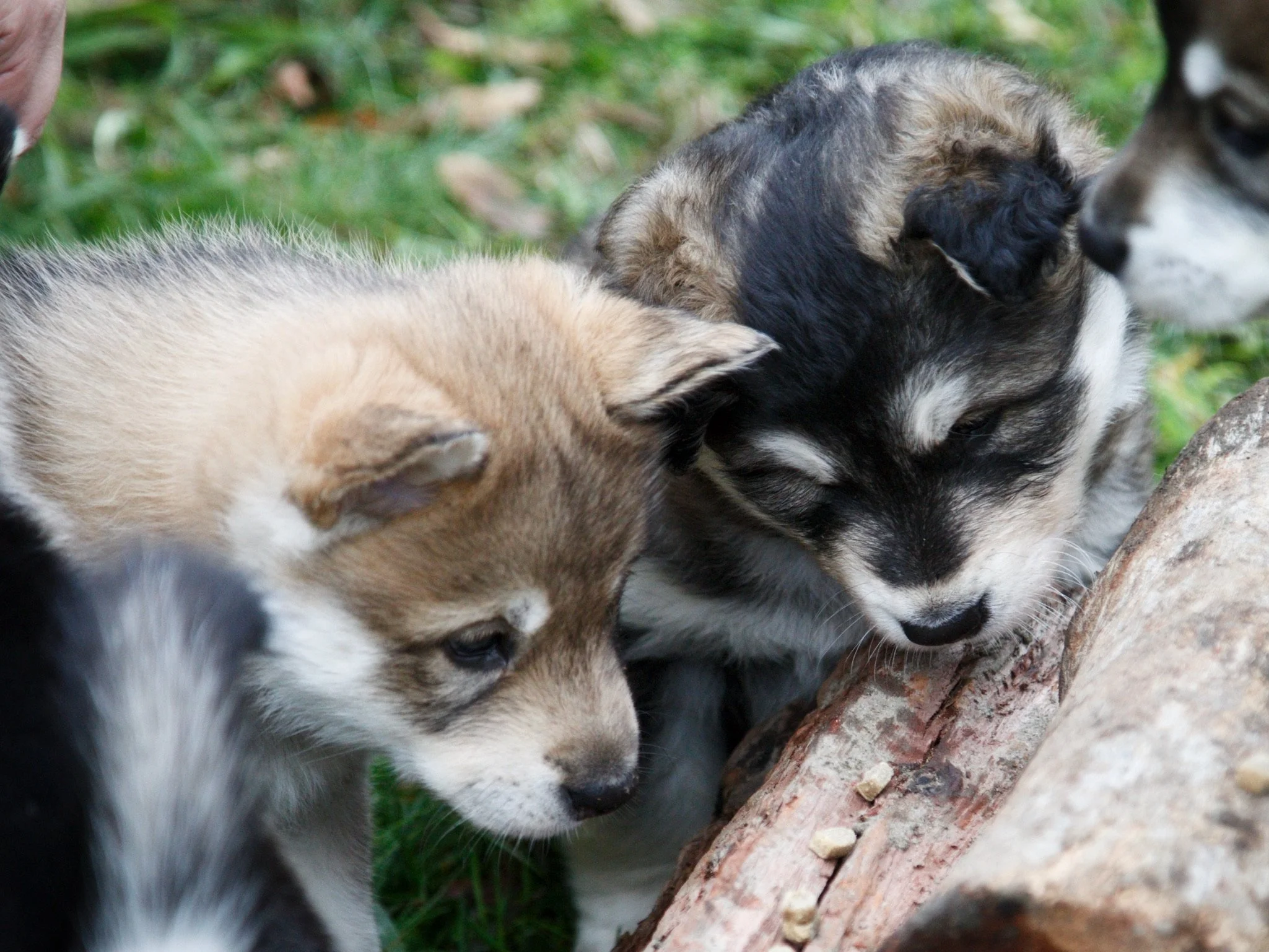 About Tikaani Wolfalikes — Wolfalike Dogs Australia