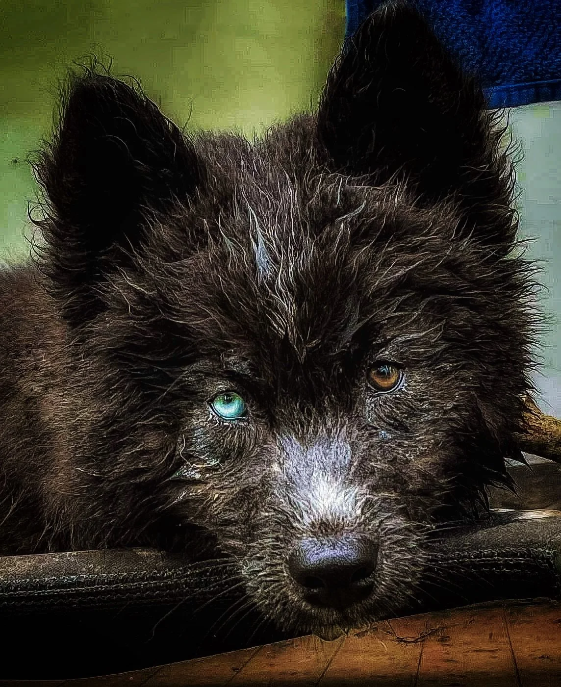 Tikaani Wolfalike photo gallery — Wolfalike Dogs Australia