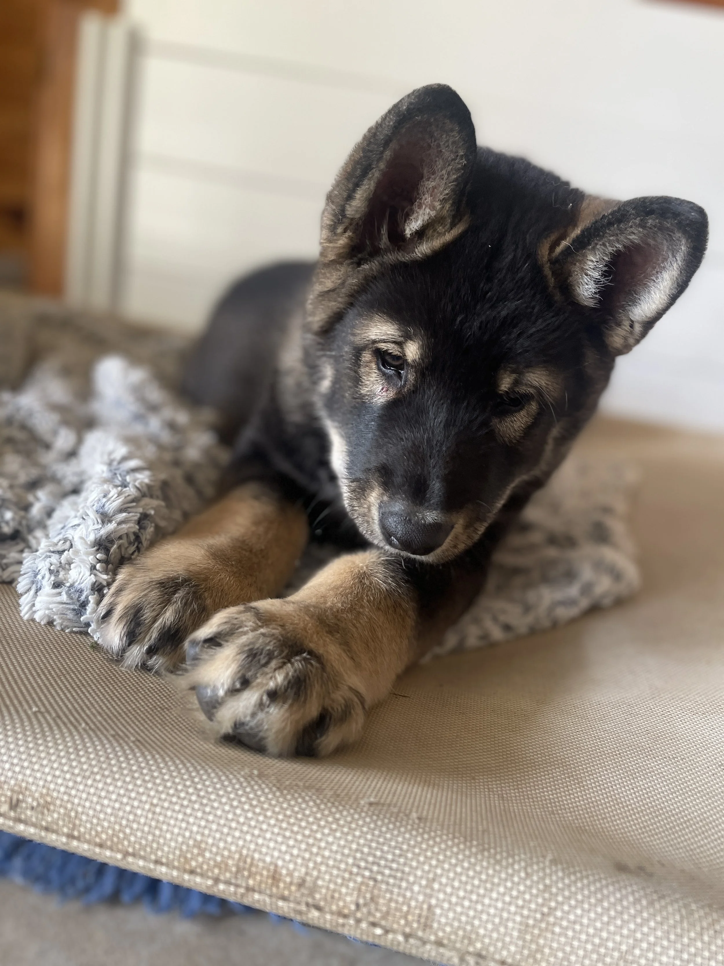Tikaani Wolfalike Puppies — Wolfalike Dogs Australia