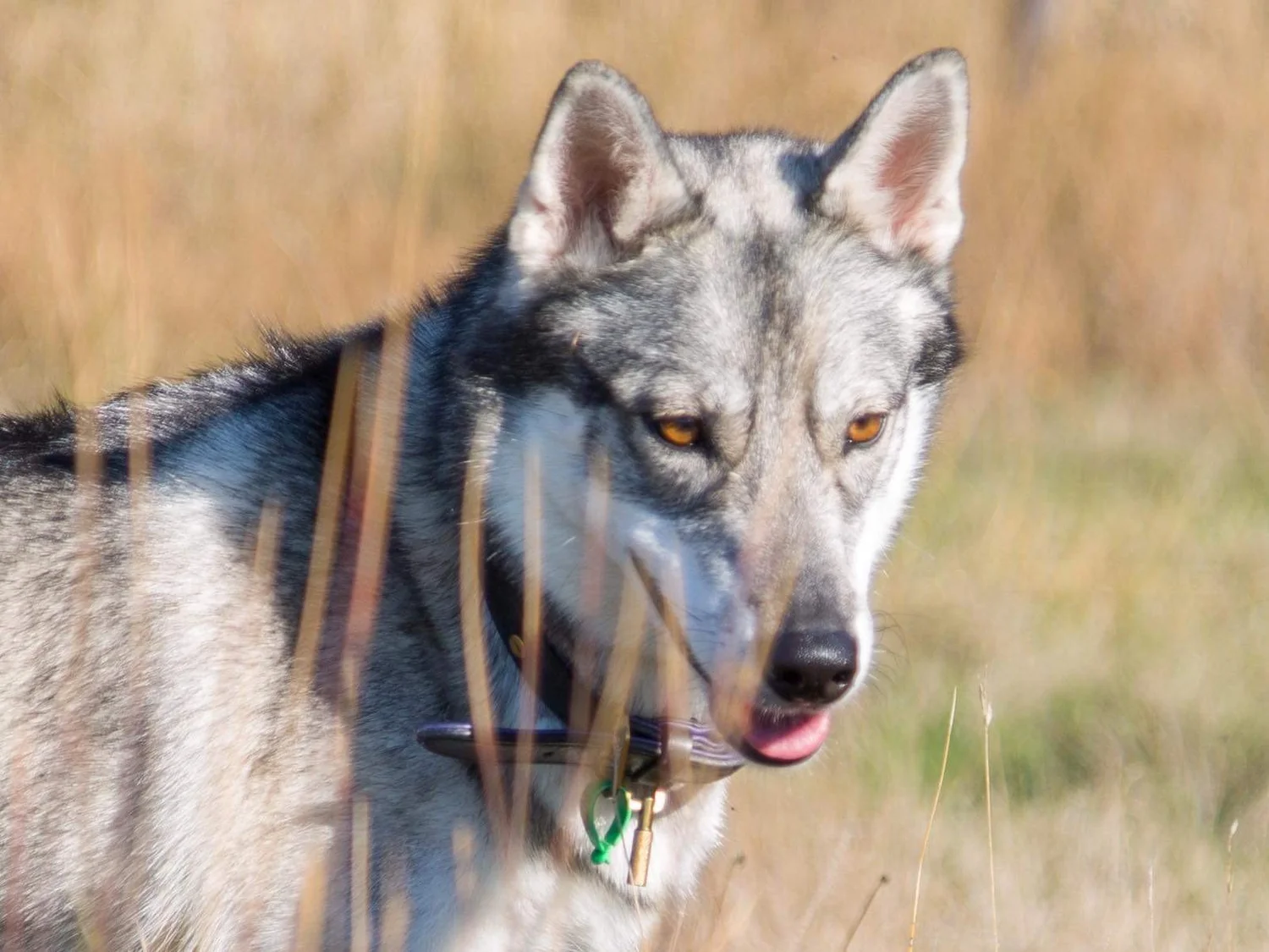 Tikaani Wolfalike Pack — Wolfalike Dogs Australia