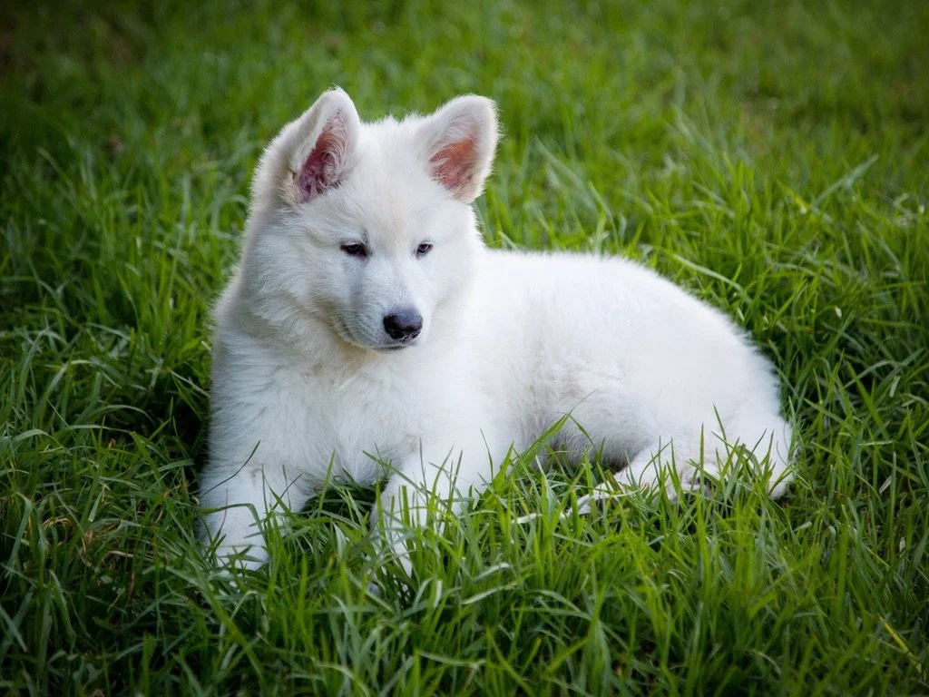 Tikaani Wolfalike Puppies — Wolfalike Dogs Australia
