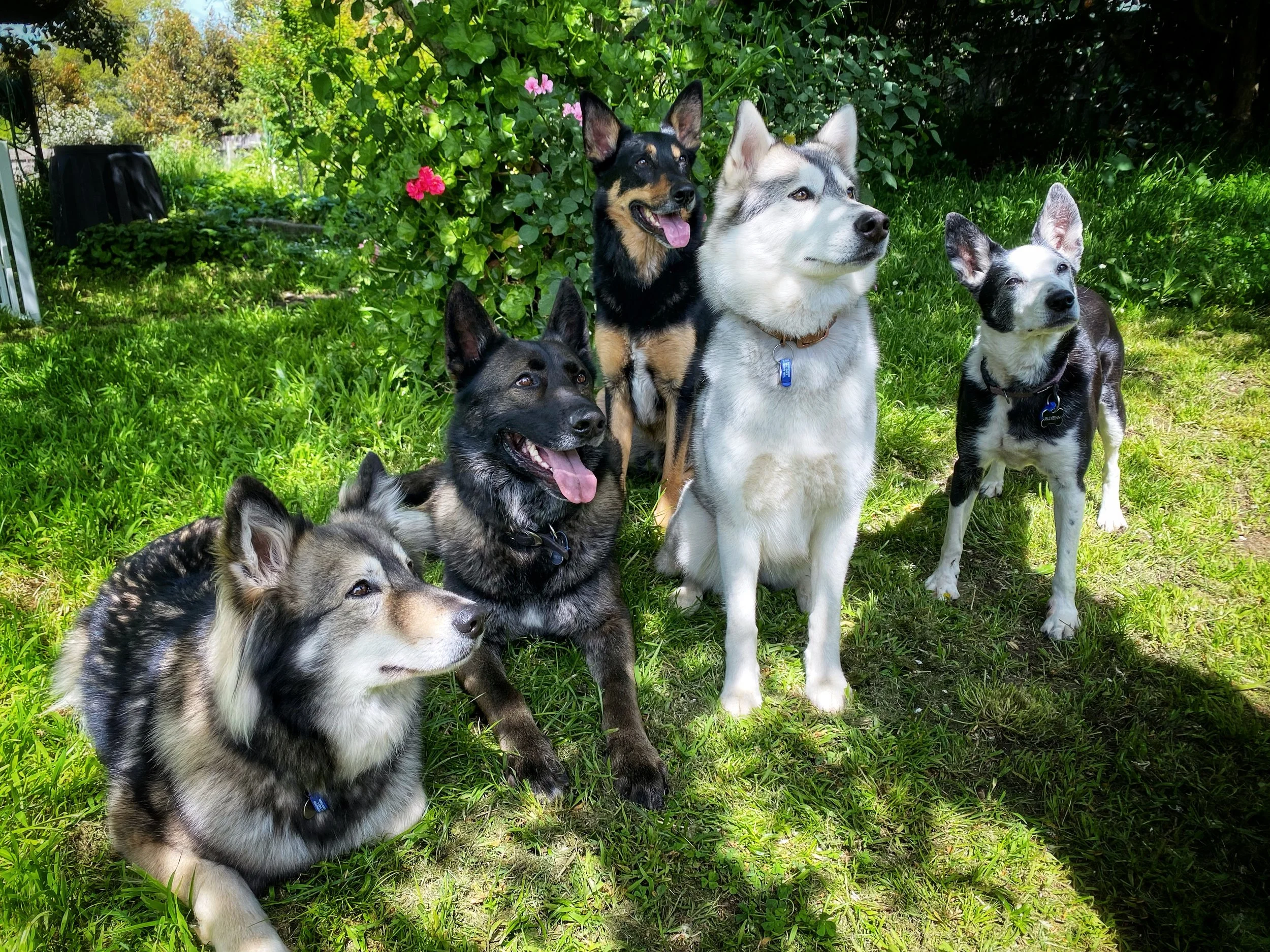 Tikaani Wolfalike photo gallery — Wolfalike Dogs Australia