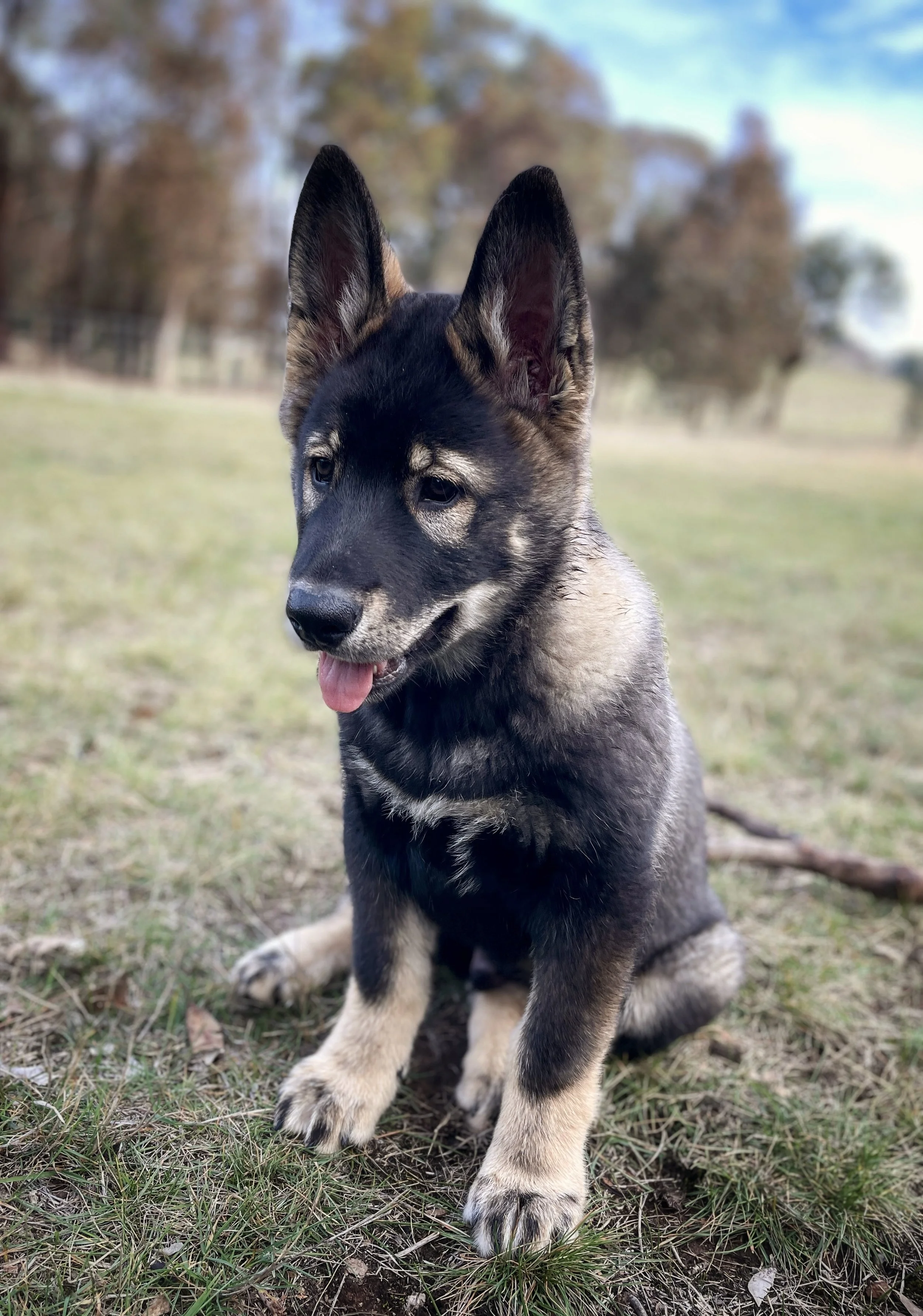 Tikaani Wolfalike Puppies — Wolfalike Dogs Australia