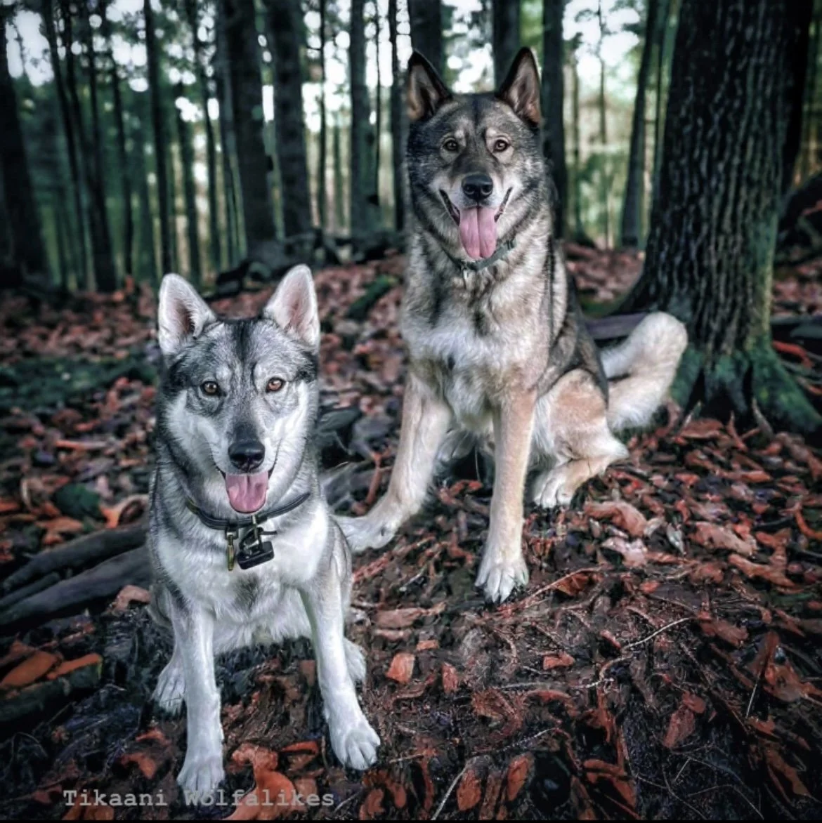 Tikaani Wolfalike Puppies — Wolfalike Dogs Australia