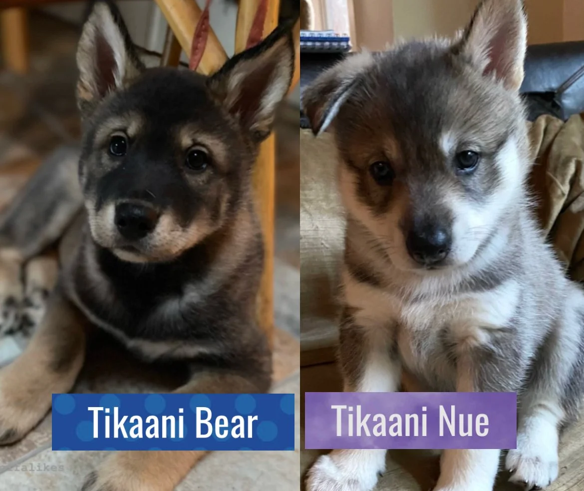 Tikaani Wolfalike Puppies — Wolfalike Dogs Australia
