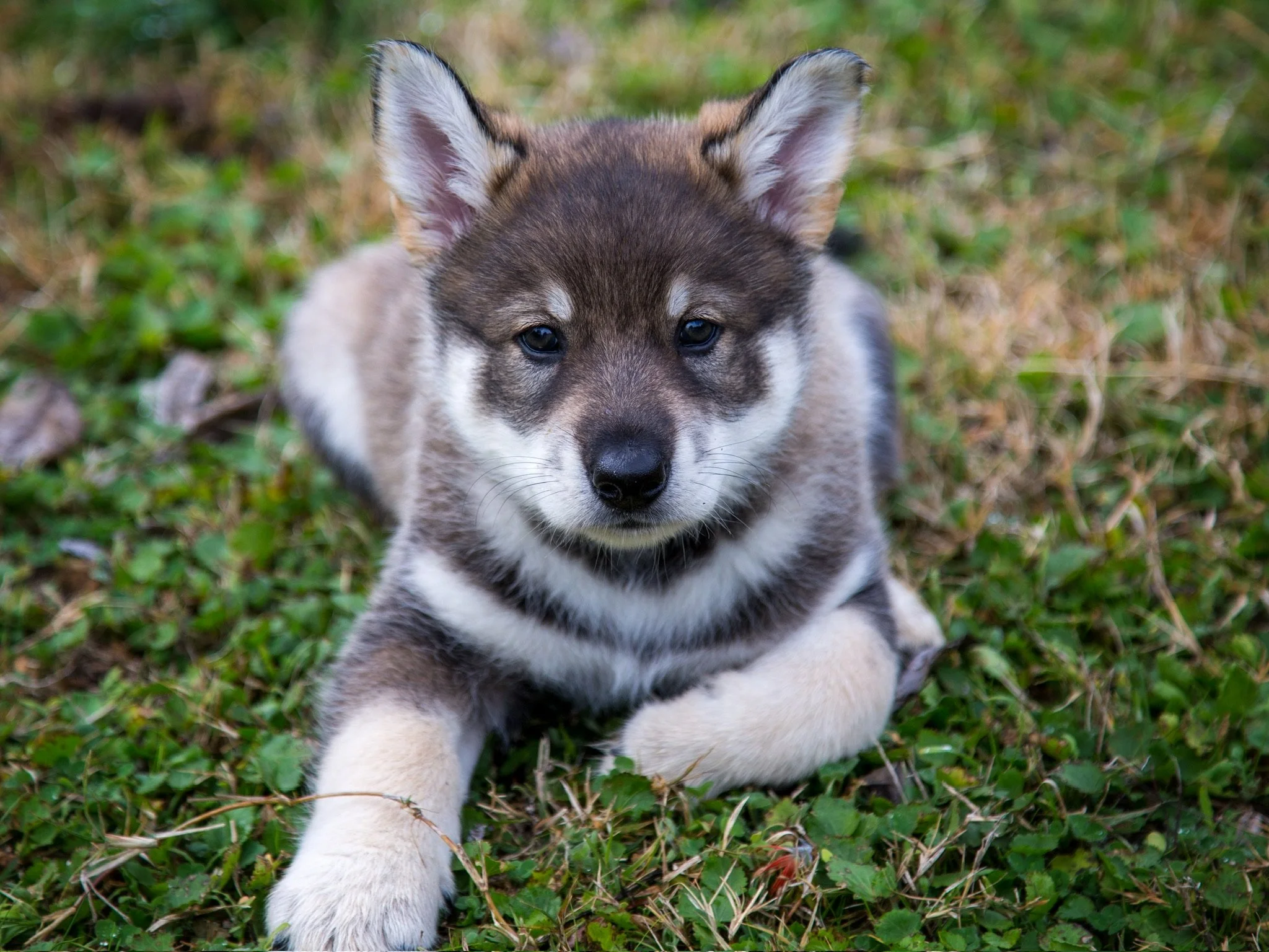 Tikaani Wolfalike Puppies — Wolfalike Dogs Australia