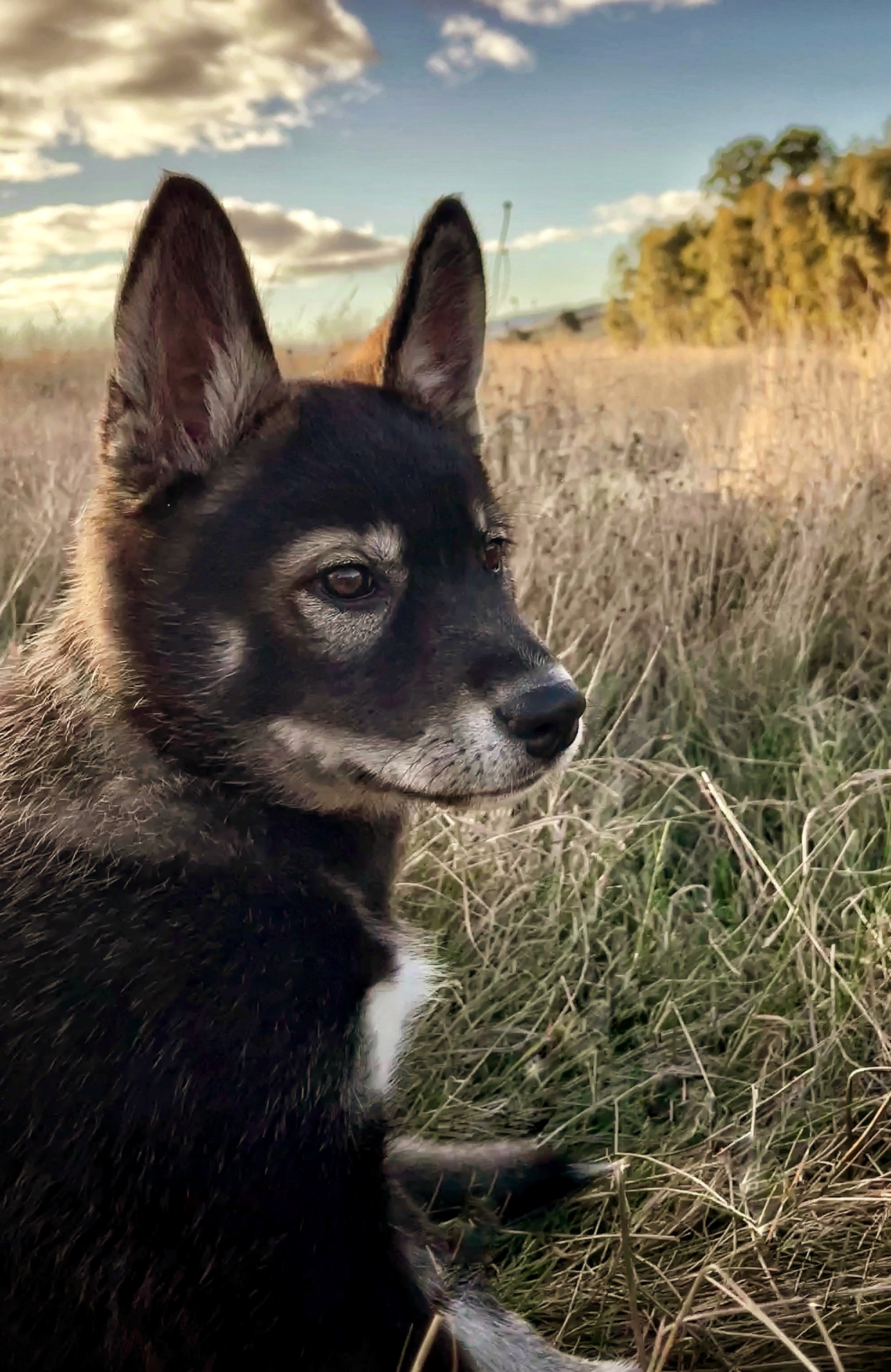 Tikaani Wolfalike Puppies — Wolfalike Dogs Australia