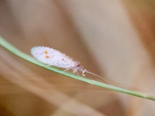 Native Beneficial Insectaries — Agribusiness Yarra Valley