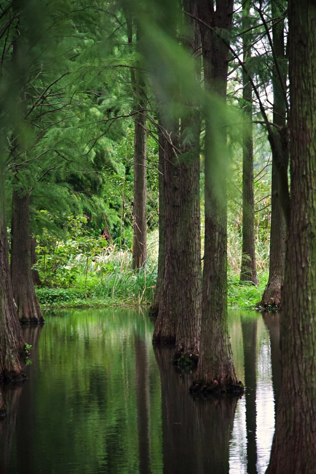 How to Travel to Shanghai's Water Forest Park — Uncovering Cities