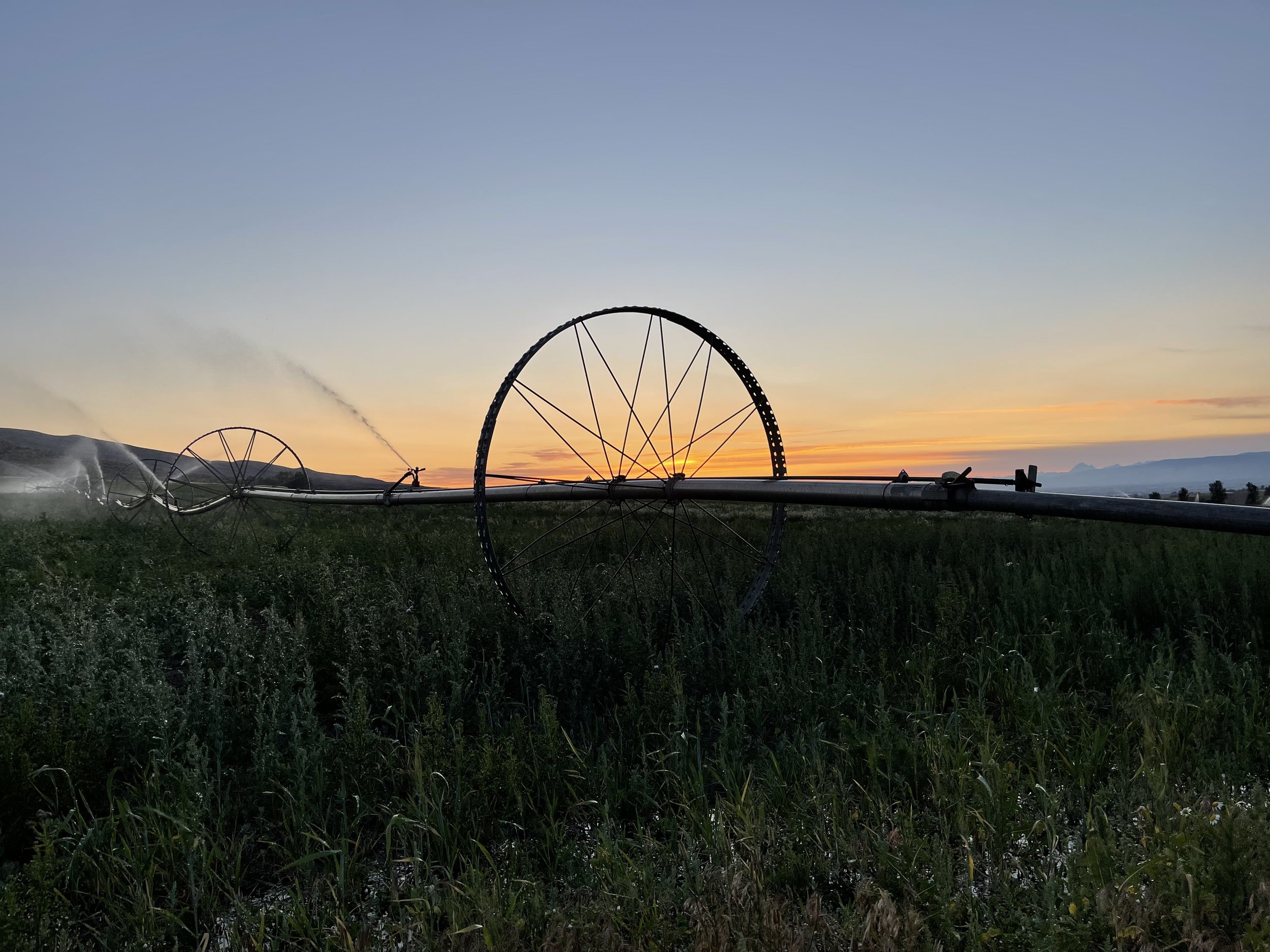 Wheel Line Cider