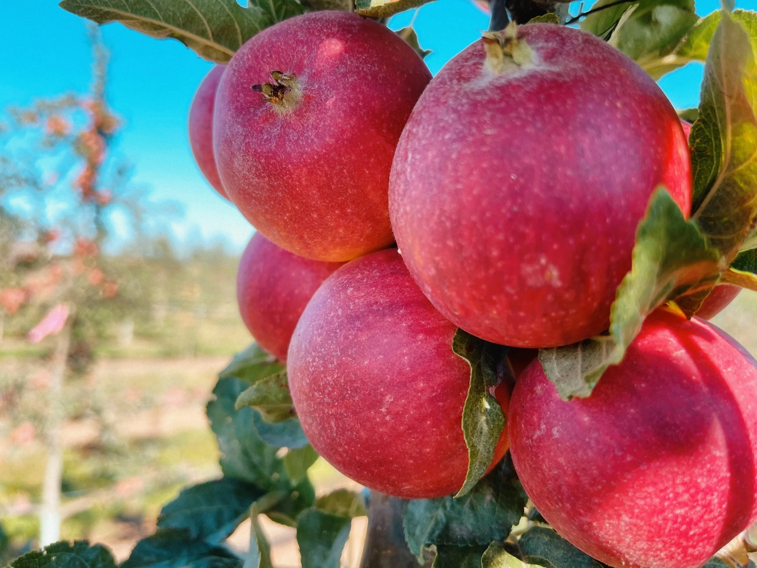 Contact Wheel Line Cider — Wheel Line Cider
