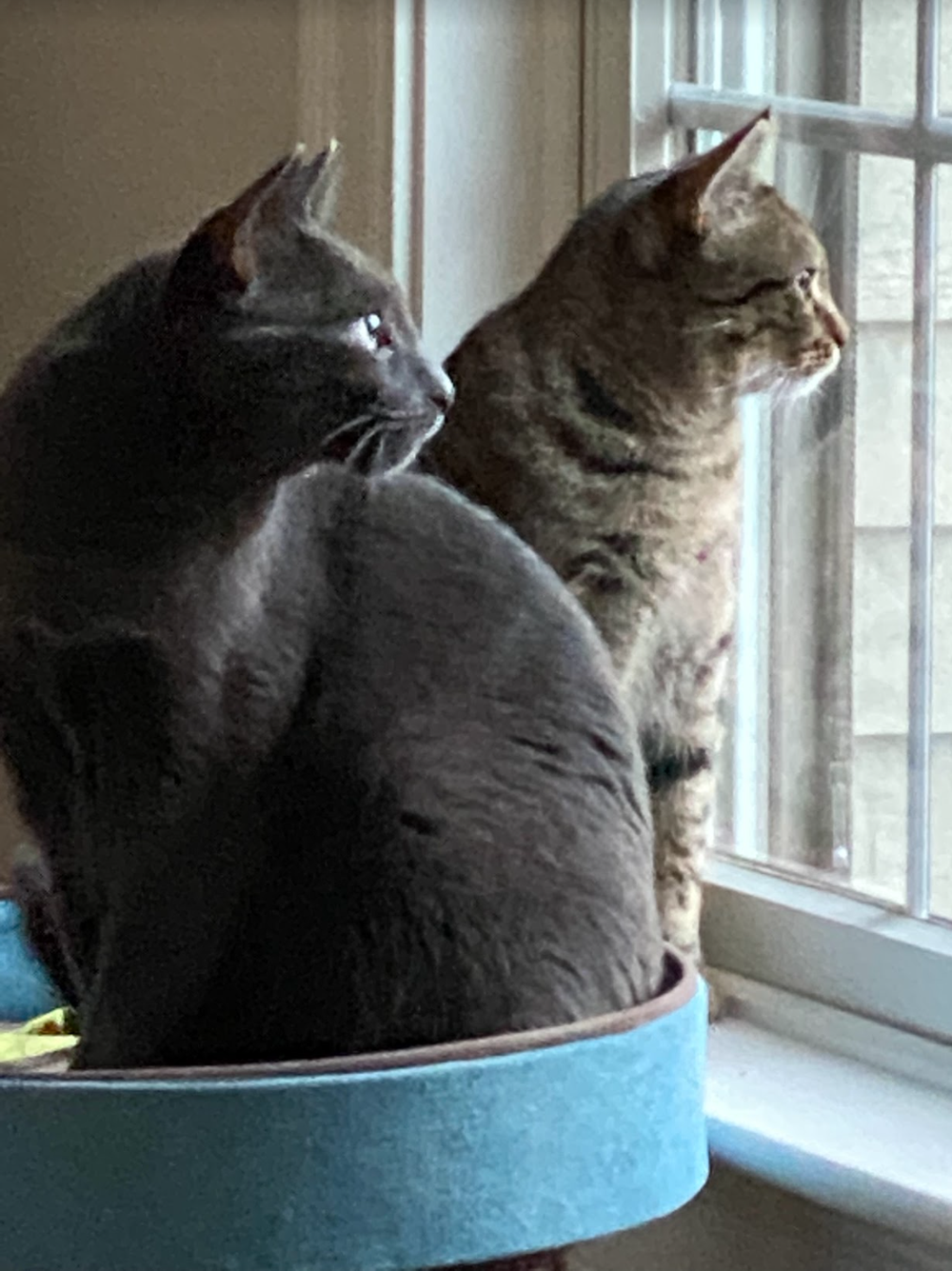 About — Pinecone Studio