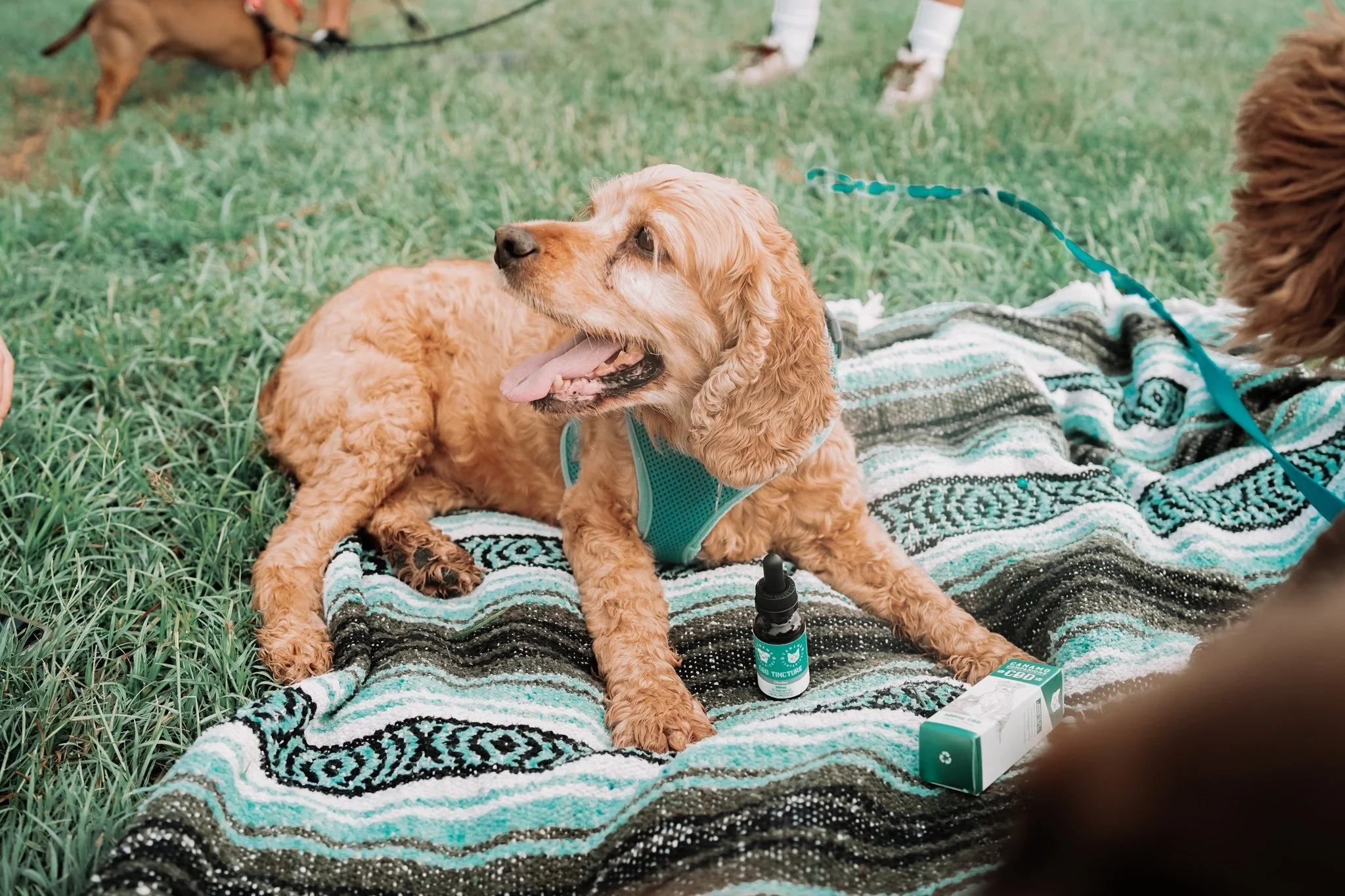 Our Brands — Sonoran Roots