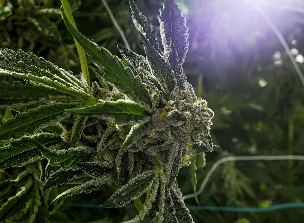 About — Sonoran Roots