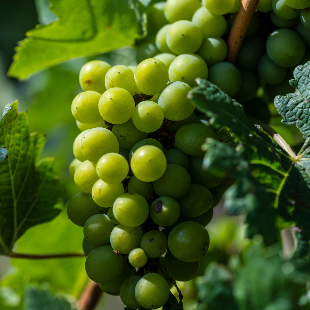 White Grapes Uncovered: Essential Guide to Varieties, Wines & Regions