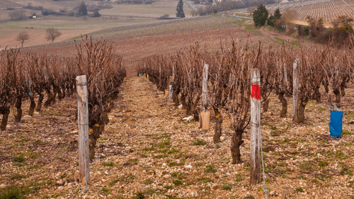 Sancerre Wines 101: A Sommelier's Guide to Selection, Storage, and Service