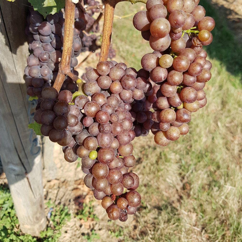 Sauvignon Blanc vs. Pinot Grigio: A Comprehensive Guide with Comparison ...