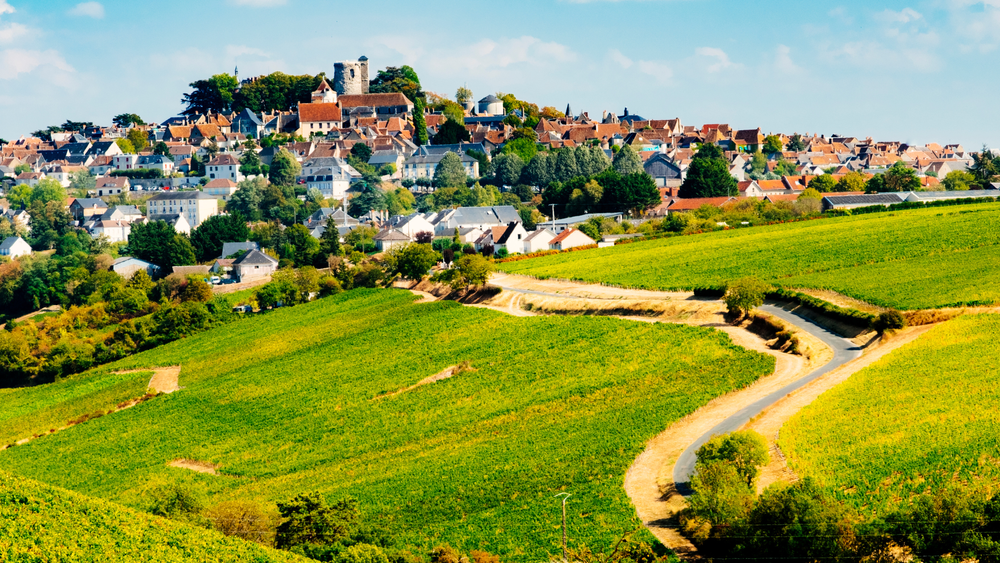 Sancerre Wines 101: A Sommelier's Guide to Selection, Storage, and Service