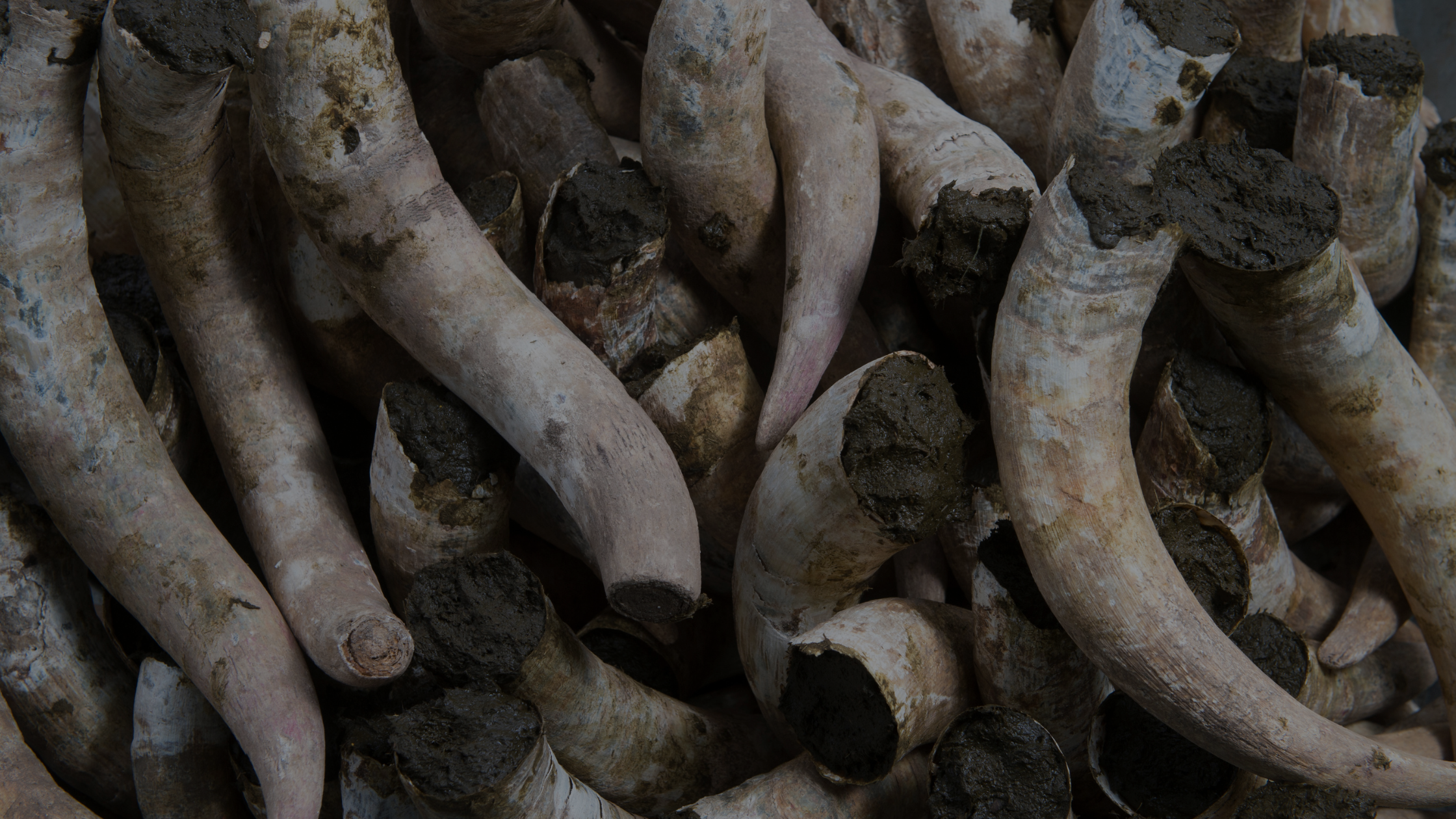 Biodynamic Wine; History and Today's Roles in Wine World ( Most Updated )