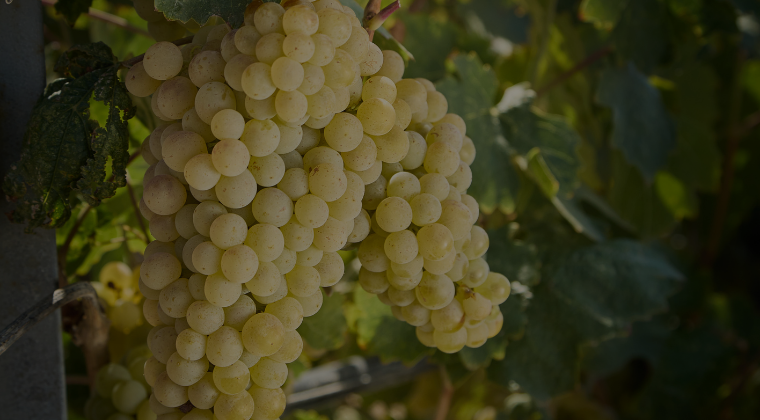 Emir Grape; A Local White Turkish Grape Variety in Cappadocia SOMM DIGI