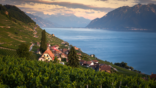 Discovering Swiss Wine: Regions, Grapes, and Unique Flavors