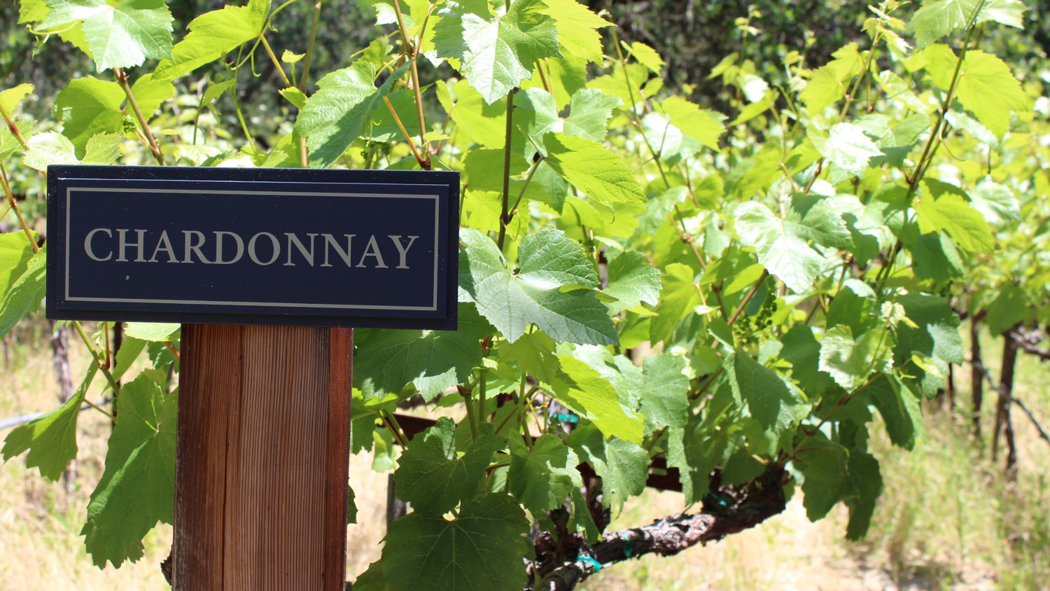 Top 7 White Grapes: Characteristics, Regions & Pronunciation