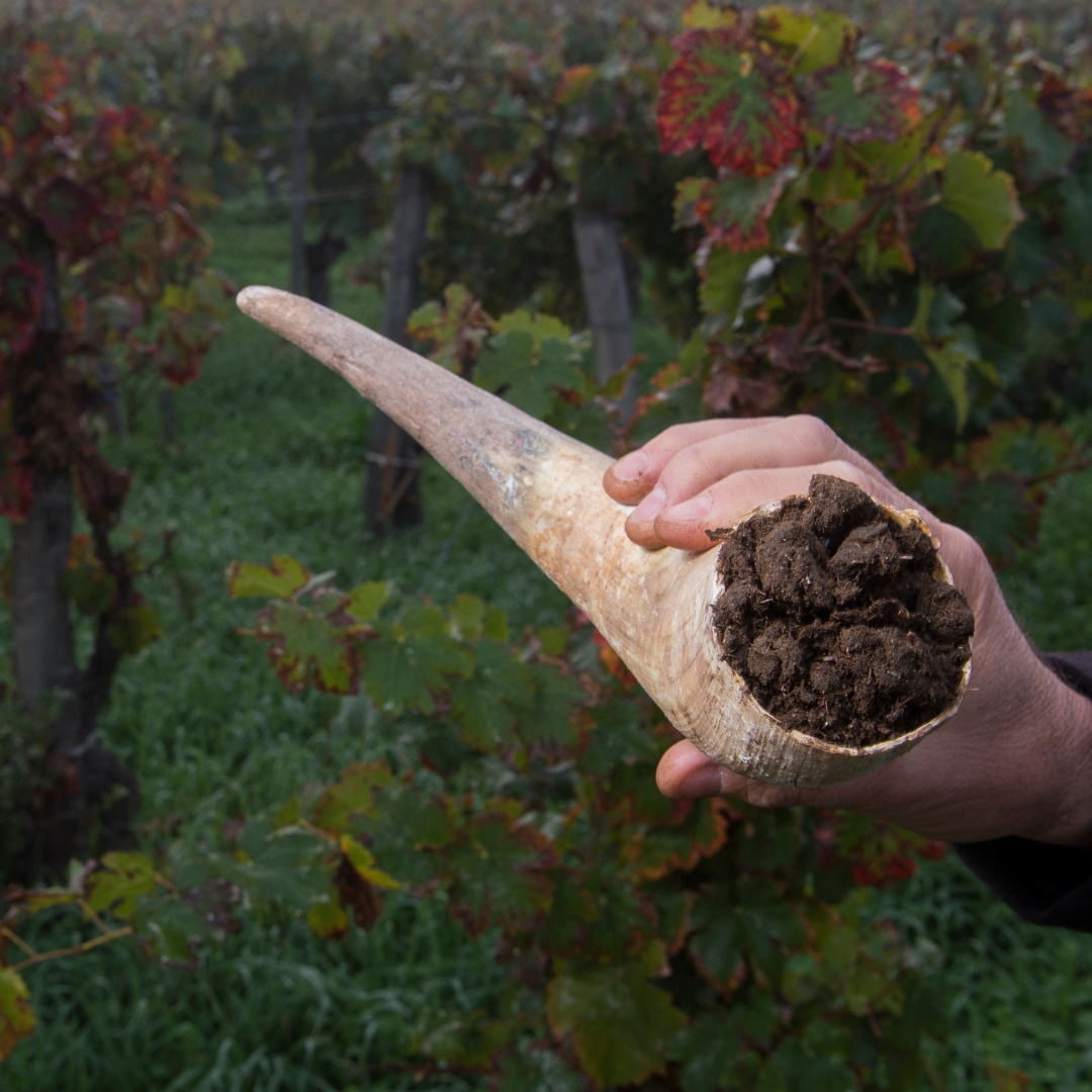 Biodynamic Wine; History and Today's Roles in Wine World ( Most Updated )