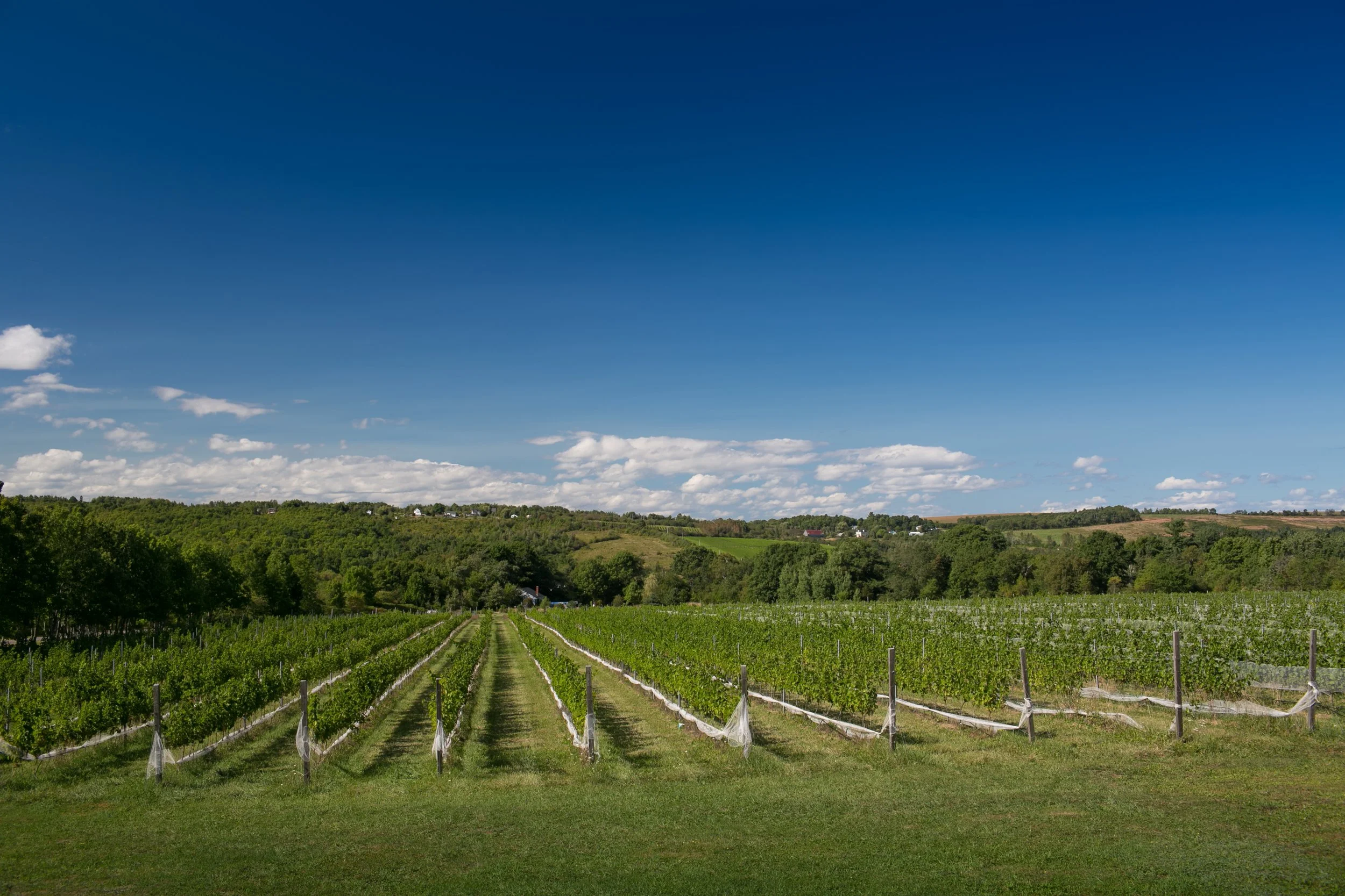 The Ultimate Nova Scotia's Wineries Guide — Vintage Vino Wine Tours