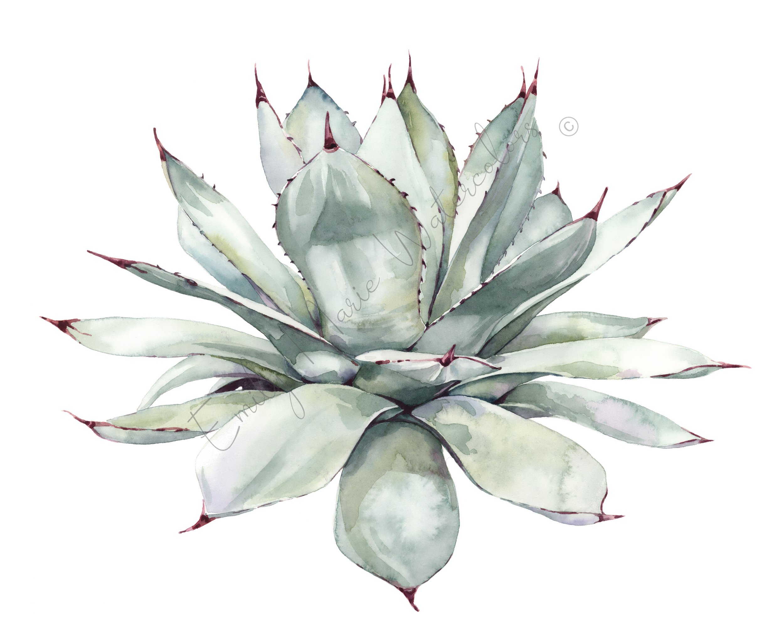 Pet Portraits in Madison, Wisconsin