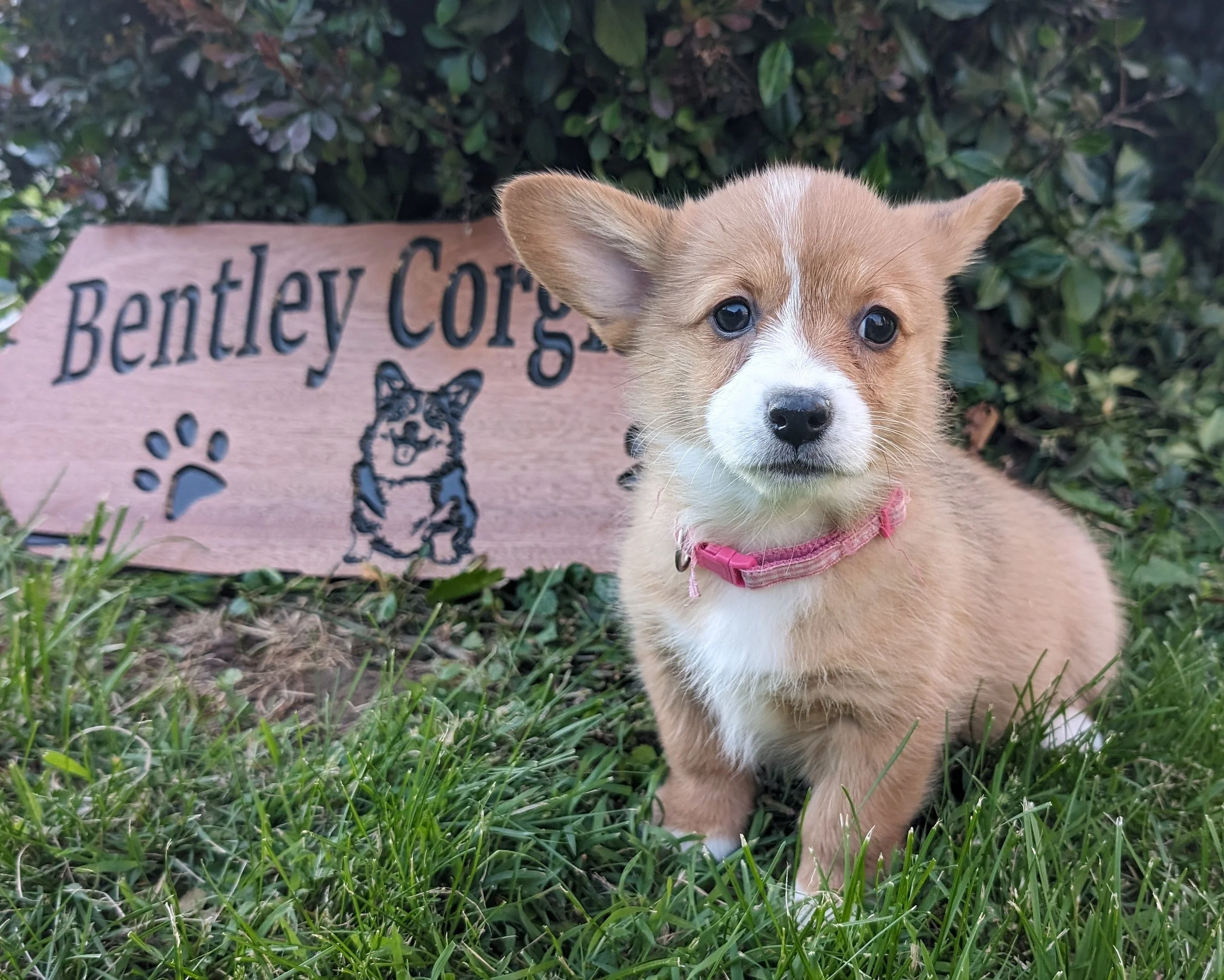 Gallery 1 — Bentley Corgis LLC