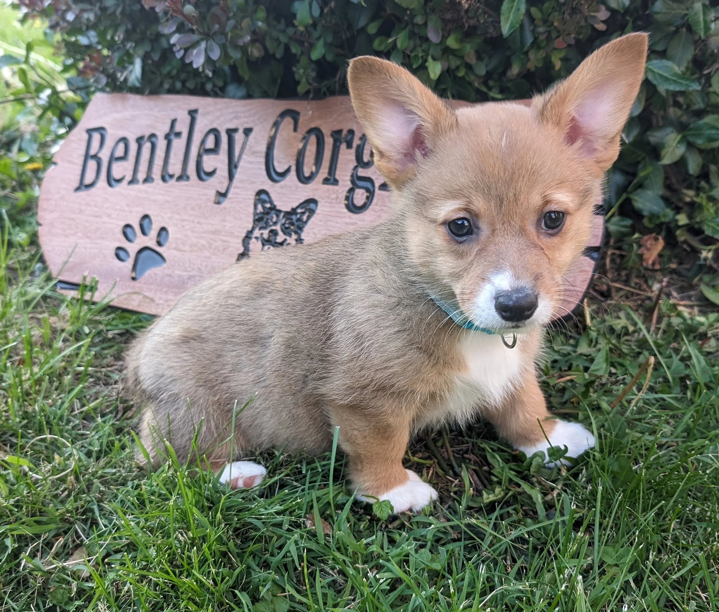 Gallery 1 — Bentley Corgis LLC