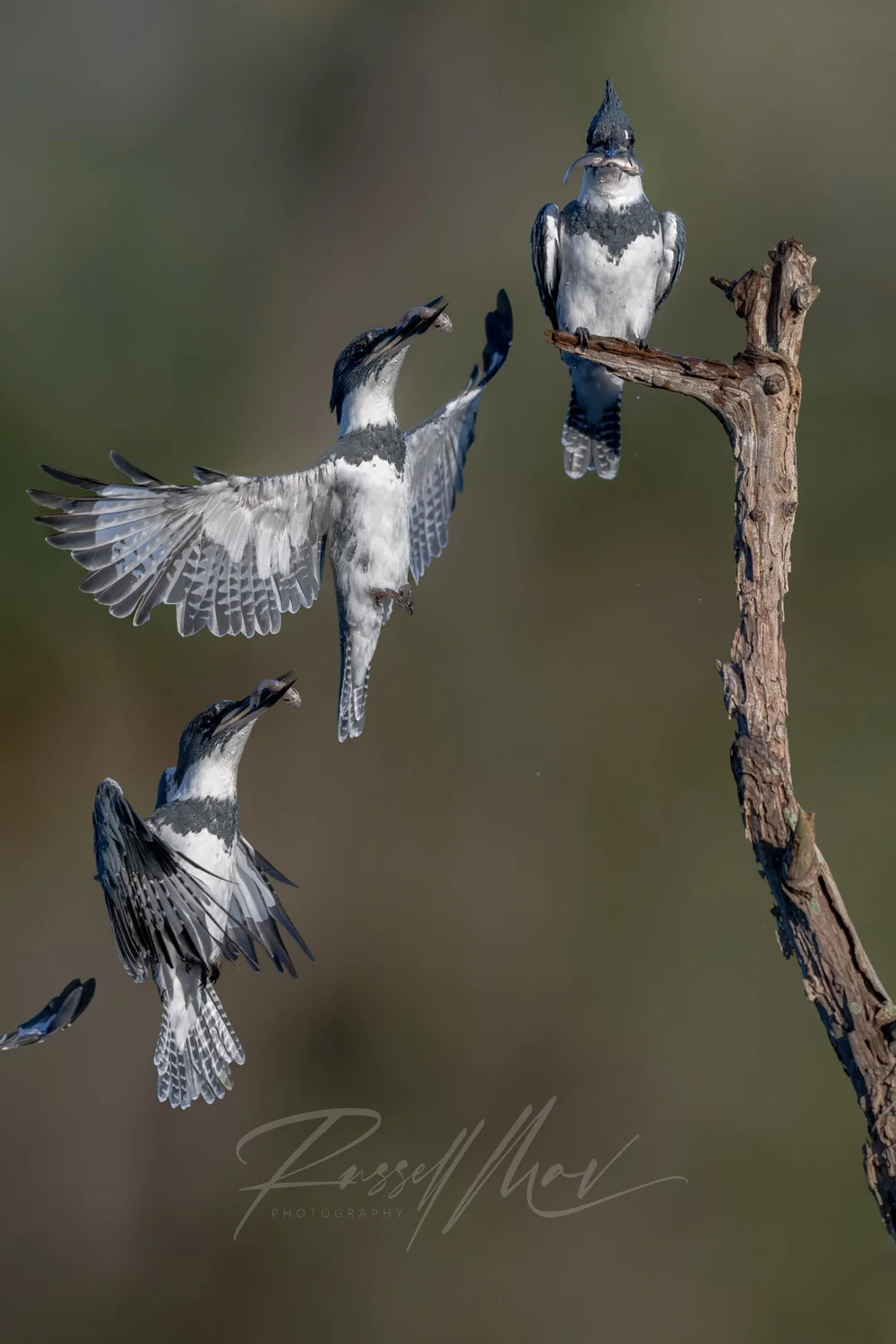 Belted Kingfisher In Flight