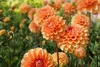Springtime Garden Centre