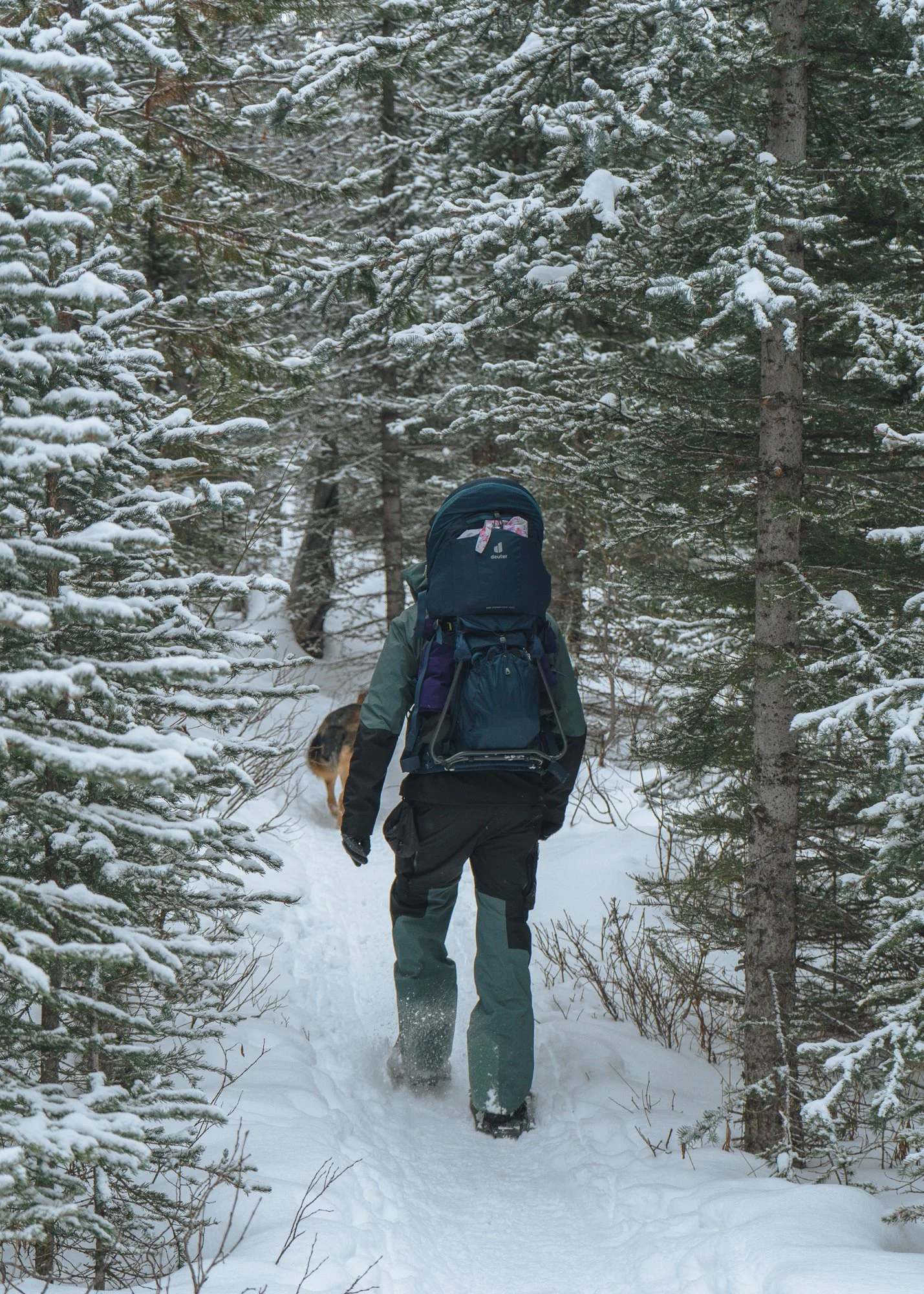 Snowshoeing the Rummel Lake Trail, Alberta Canada — Kat Knox