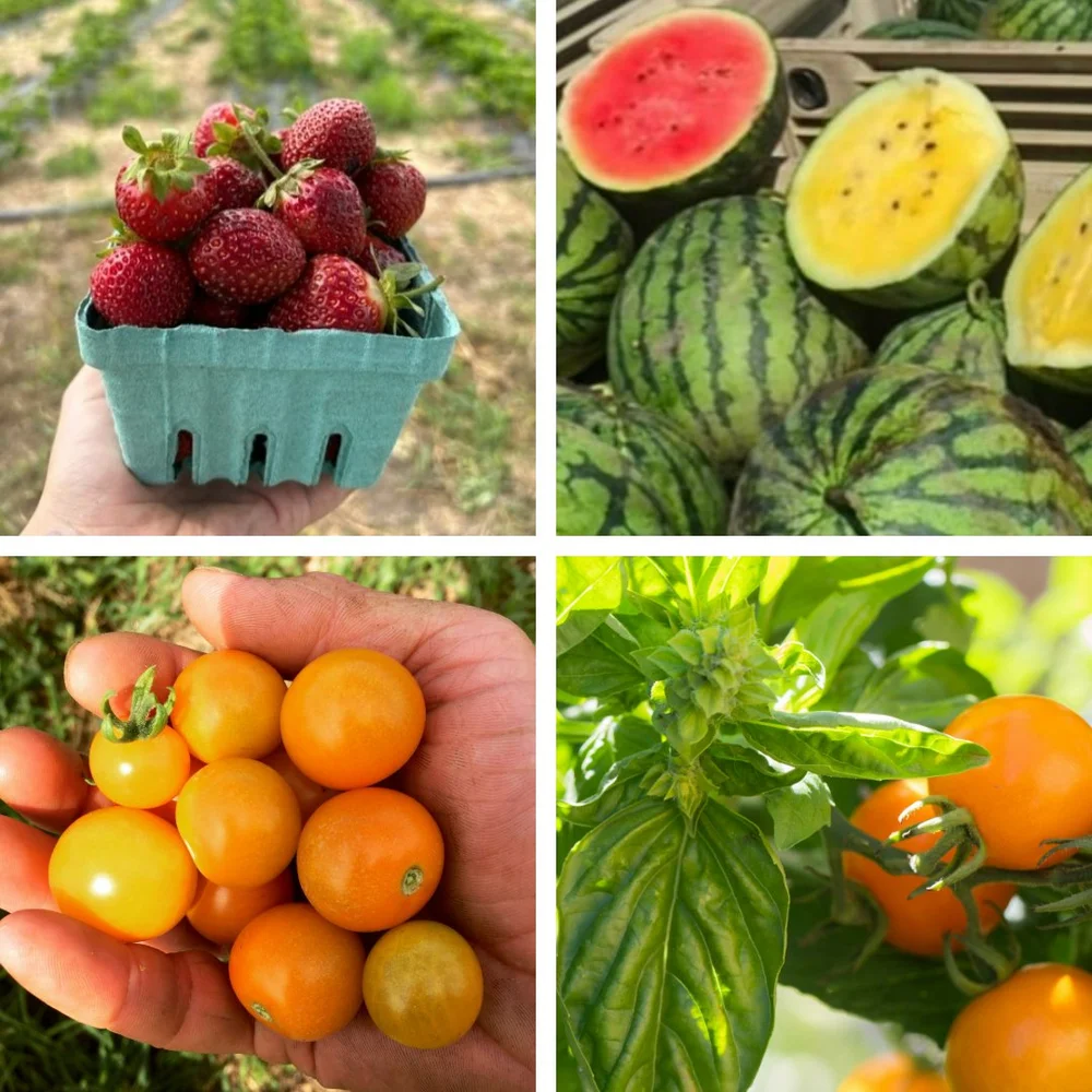 CSA Farm Box Subscriptions — Featherstone Farm