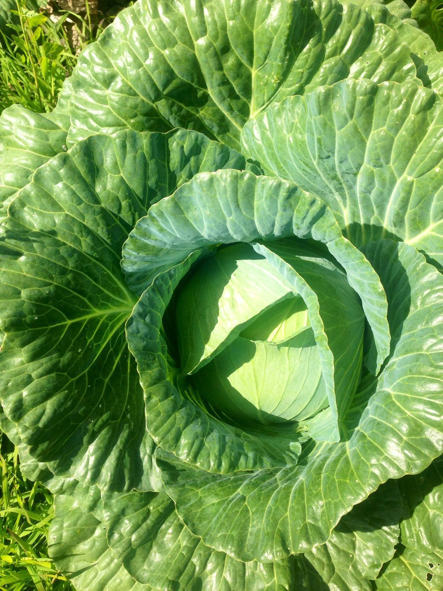 Share Details — Featherstone Farm