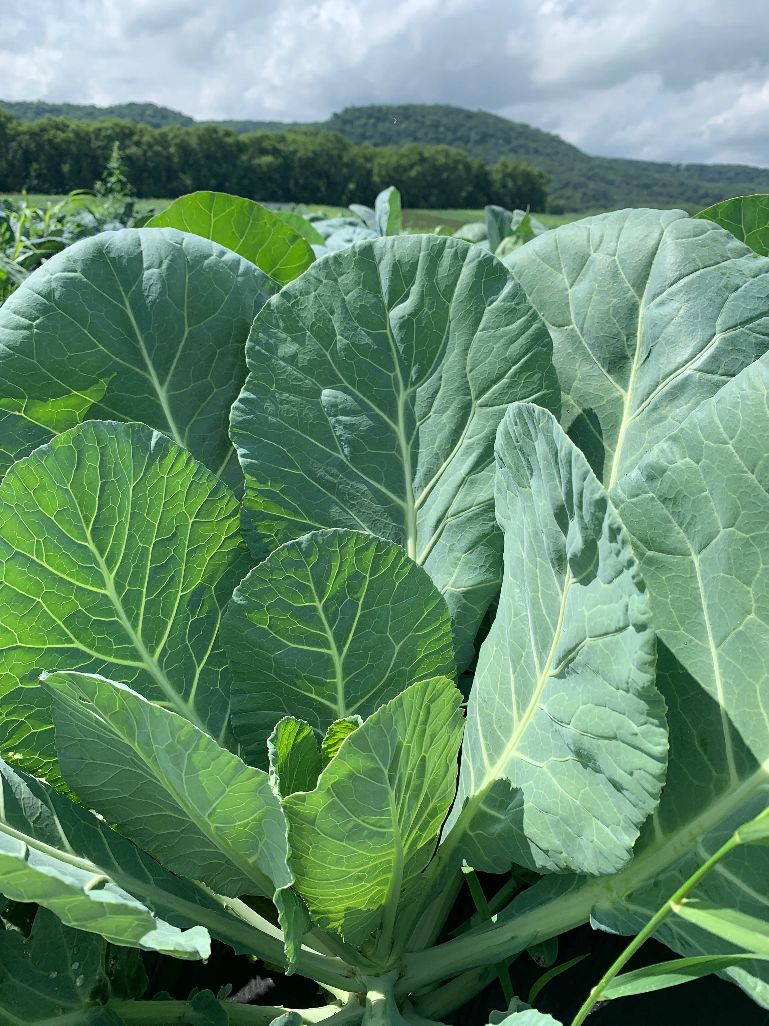 Share Details — Featherstone Farm