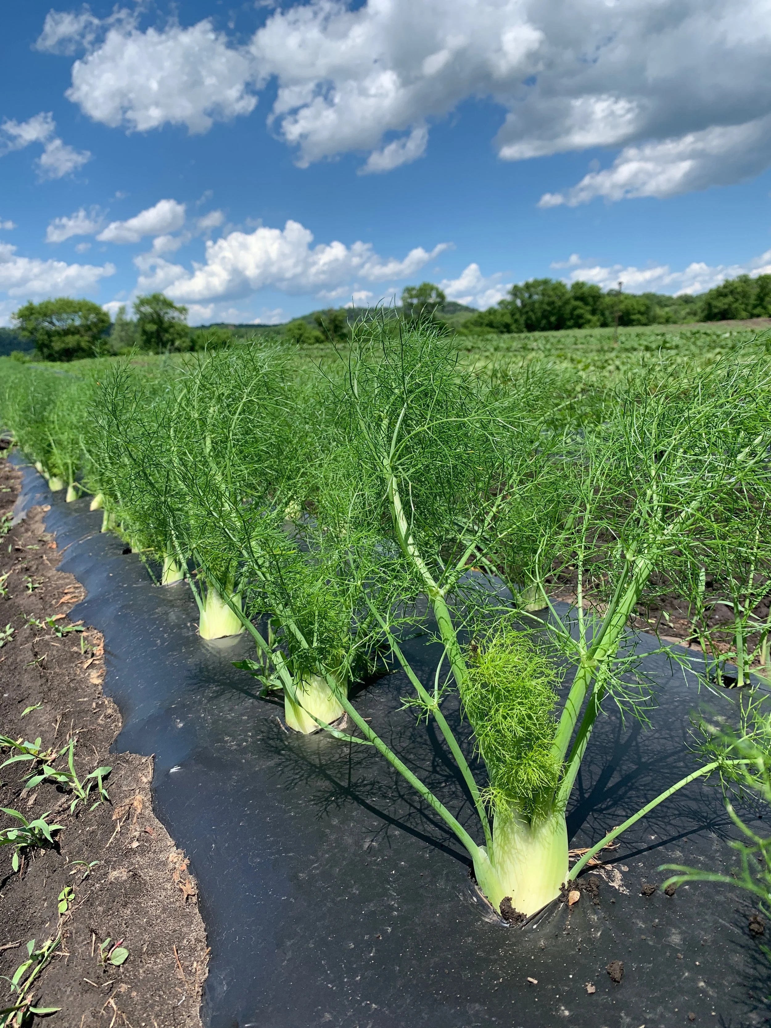 Share Details — Featherstone Farm