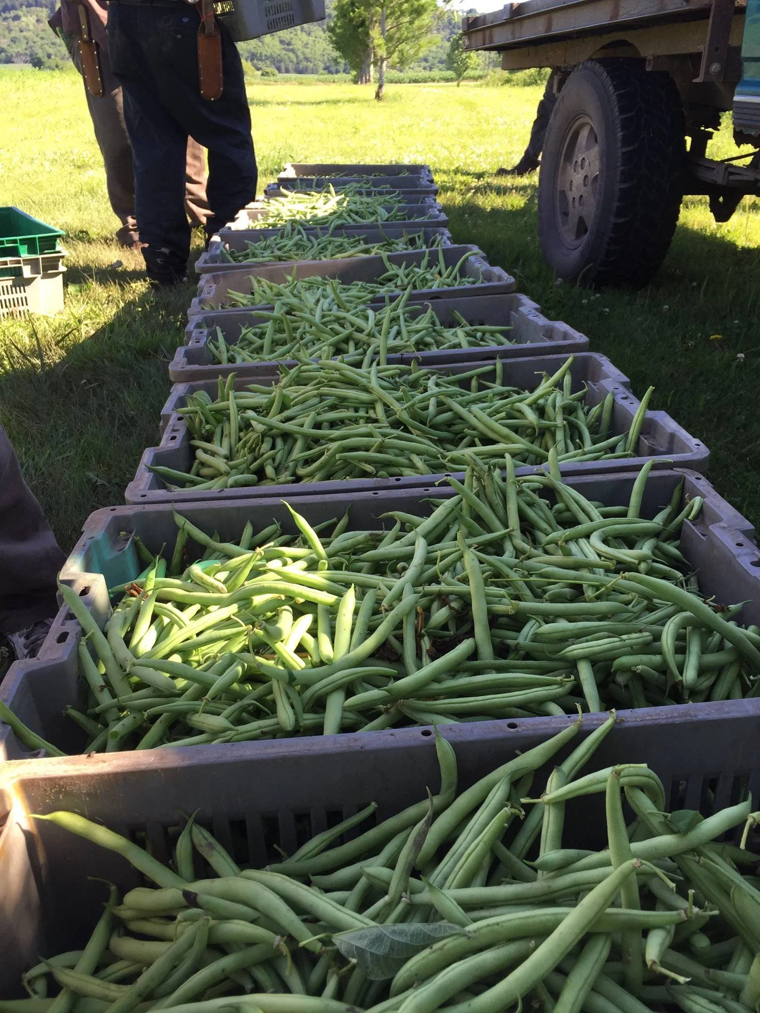 Share Details — Featherstone Farm