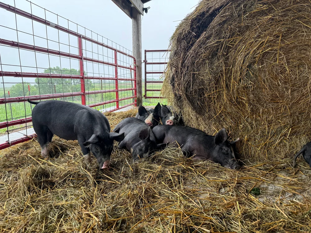Blog — Featherstone Farm
