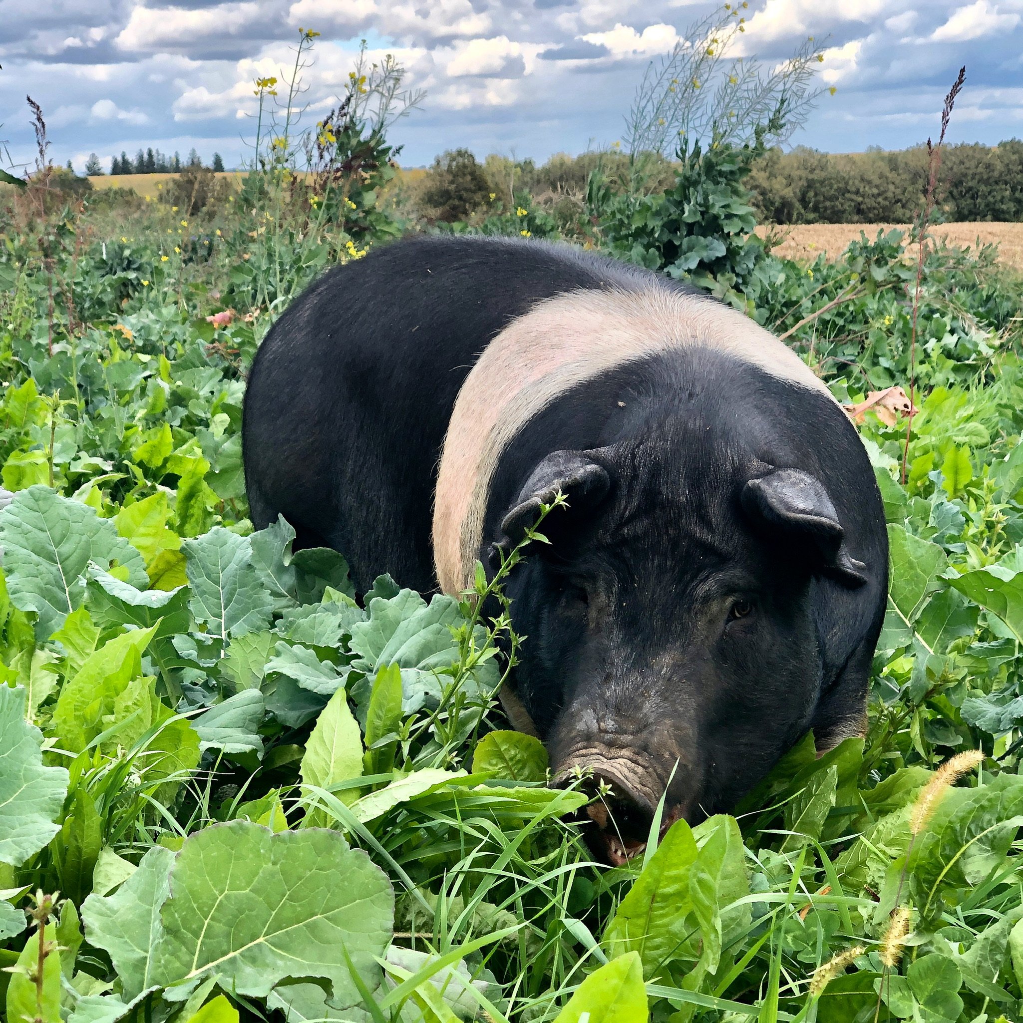 Pasture-Raised Pork — Featherstone Farm