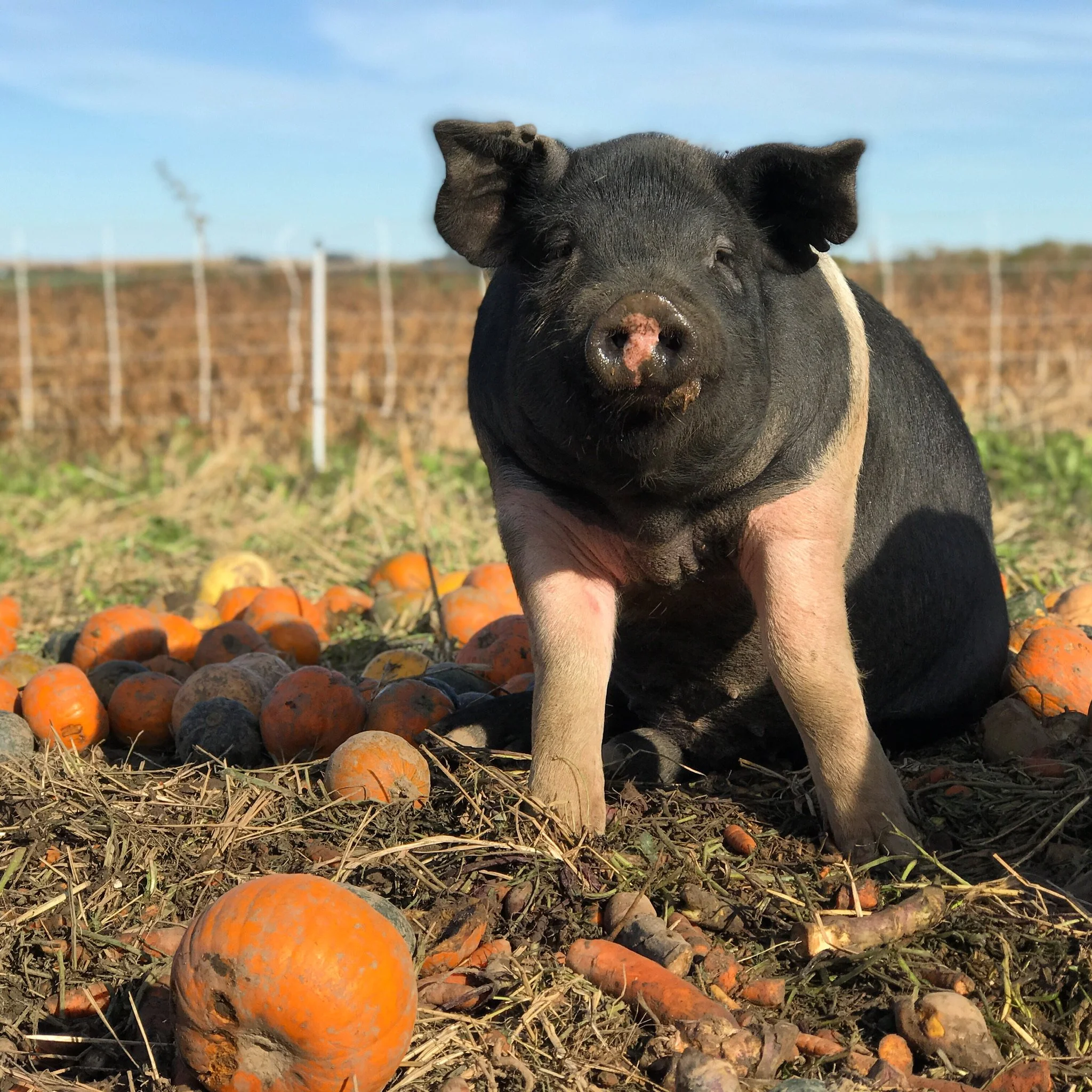 Pasture-Raised Pork — Featherstone Farm