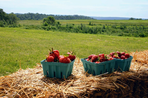 CSA Farm Box Subscriptions — Featherstone Farm