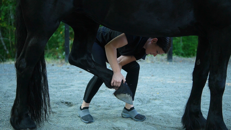 The Stifle Explained: How This Joint Affects Movement, Balance, and ...