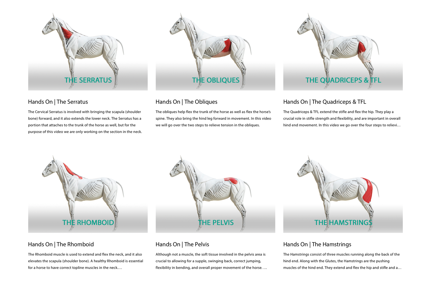 Equine Bodywork Online