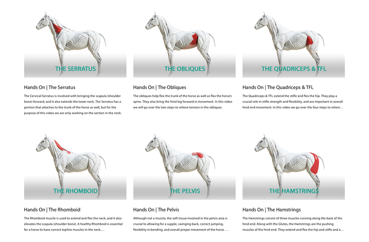 Equine Bodywork Online