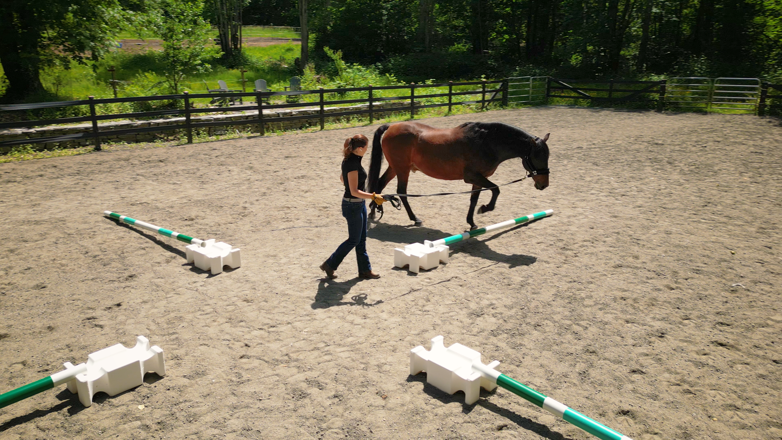 Pole Exercises for Horses | Build Strength & Balance Fast — Equine ...